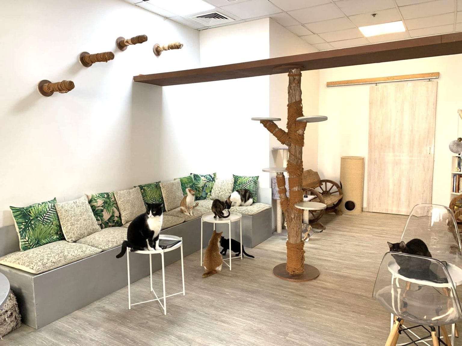 Top 5 Cat Cafes in Dubai - Dubai Things