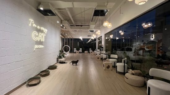 Top 5 Cat Cafes in Dubai - Dubai Things