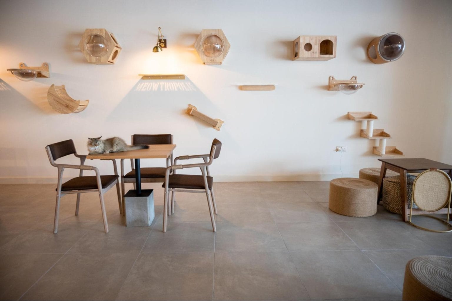 Top 5 Cat Cafes in Dubai - Dubai Things